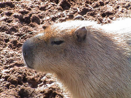 Venezuela's giant rodent cuisine - Time for a coffee